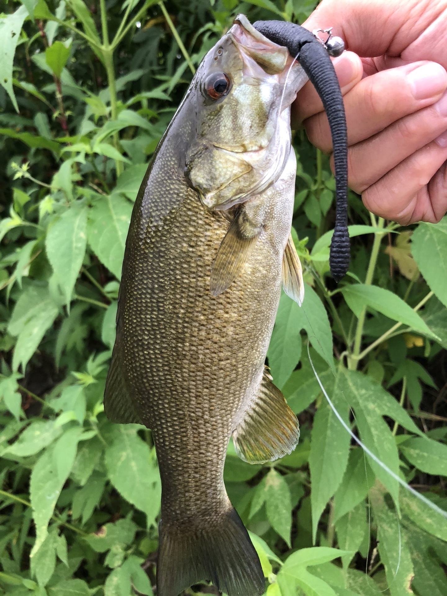 バークレー マックスセントの使い方: バス釣り三昧〜スモールマウスバス攻略ブログ〜