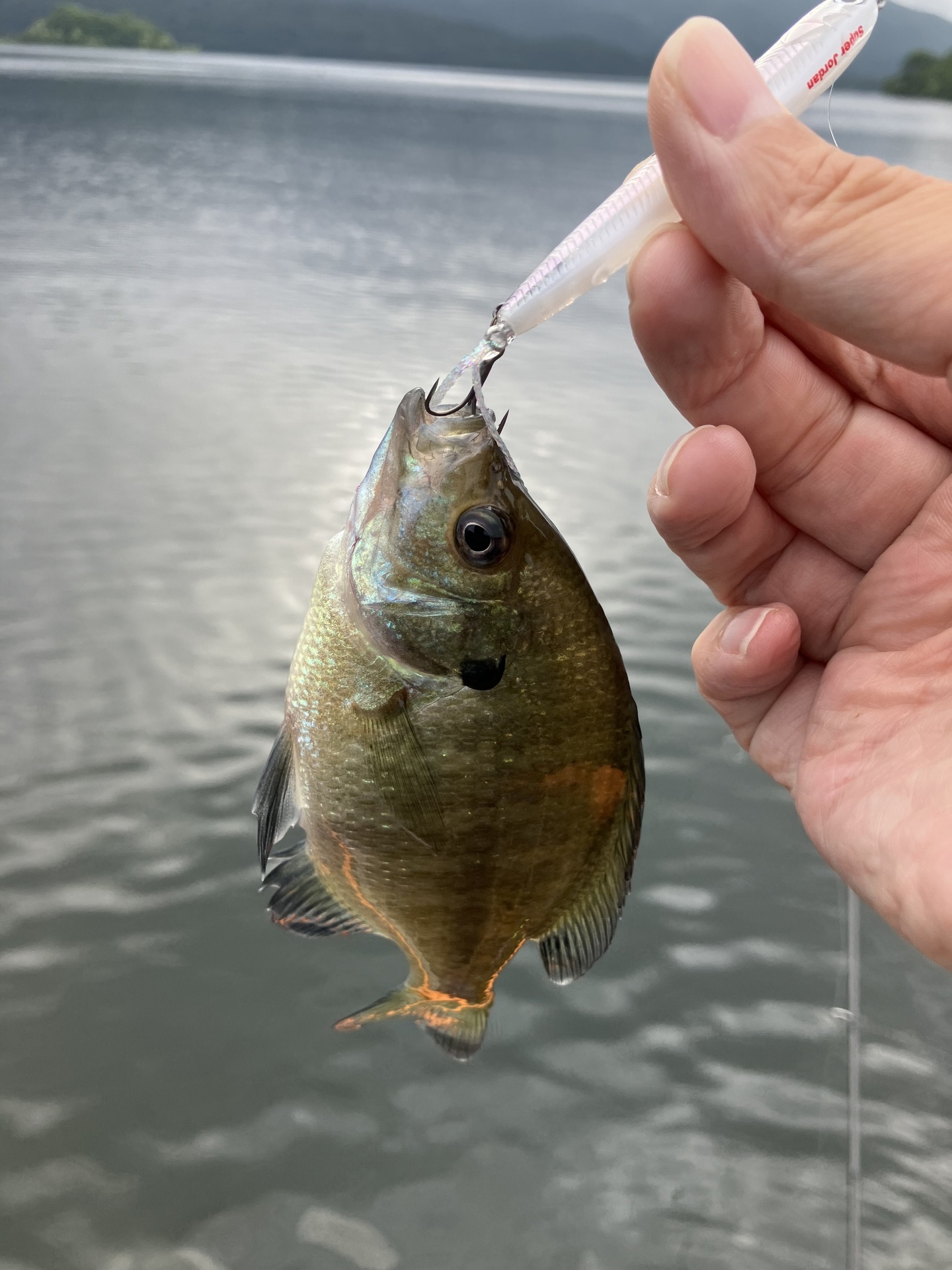 ジョーダン祭りか？桧原湖ボート釣行: バス釣り三昧〜スモールマウスバス攻略ブログ〜