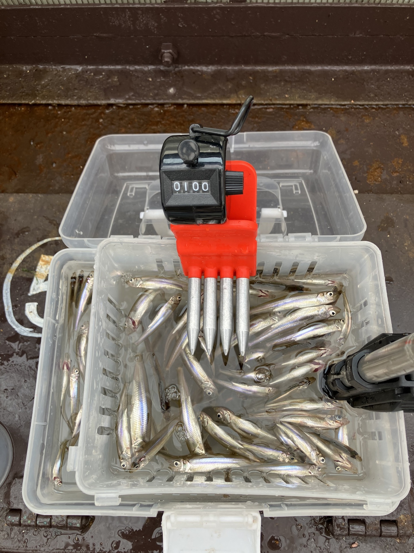 予定変更！やまぐっちでワカサギ釣り: バス釣り三昧〜スモールマウスバス攻略ブログ〜